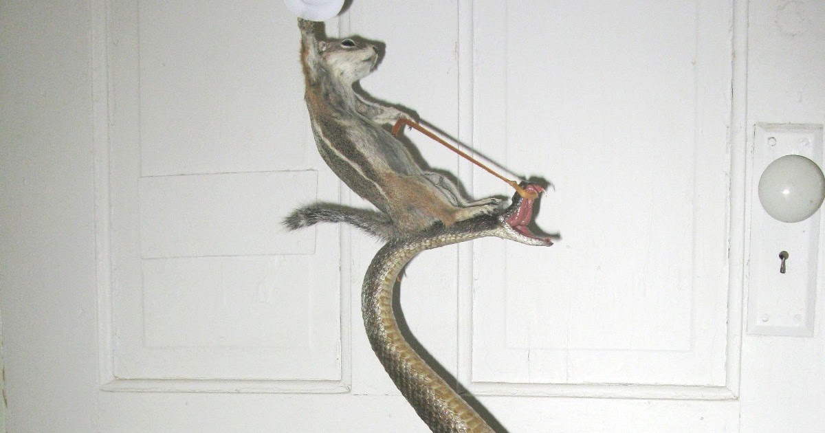 Terrierman's Daily Dose: Most Awesome Taxidermy Evah