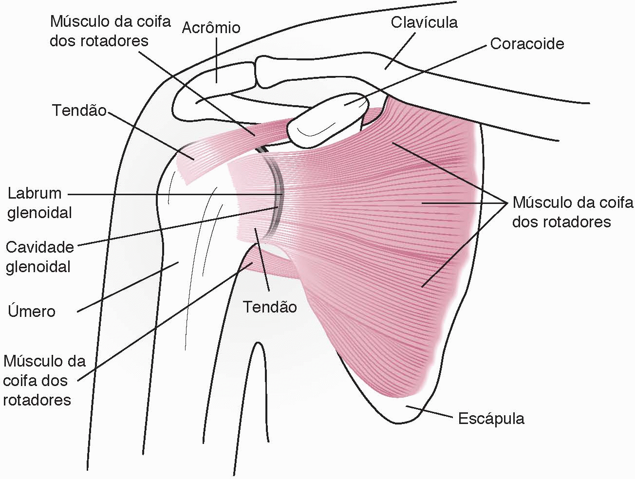 anatomia do ombro - wood scribd braxin
