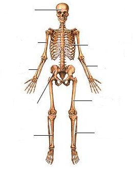 Webquest: El esqueleto humano: Proceso