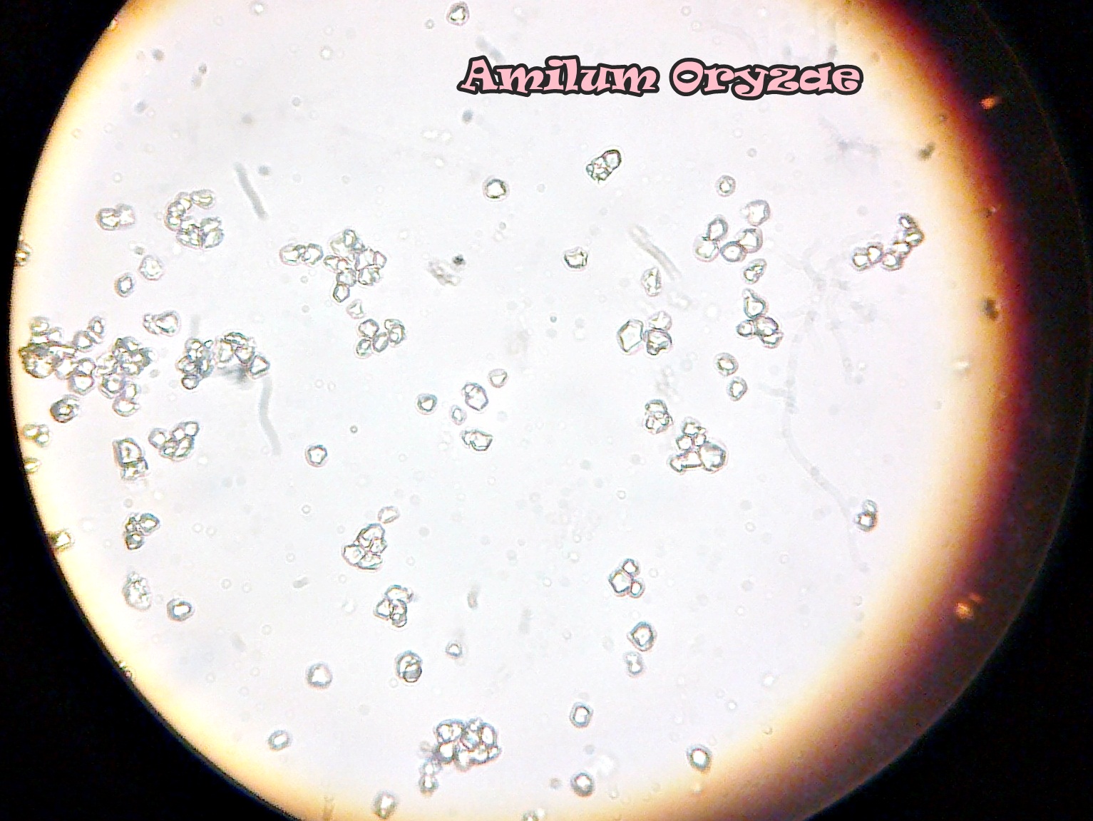 Praktikum Farmakognosi: Gambar