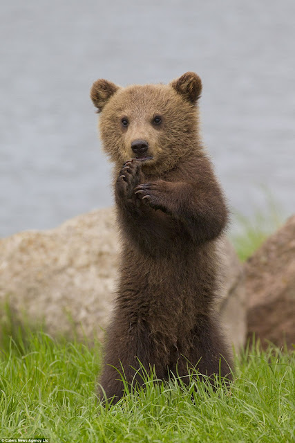 White Wolf : Baby Bear Performs a Spontaneous Dance Routine in Wild Sweden