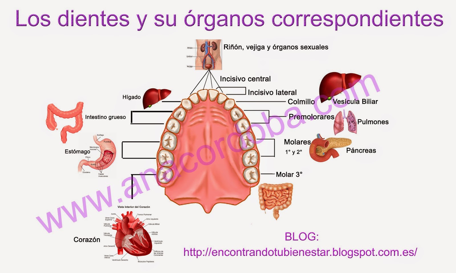 Encontrando tu bienestar
