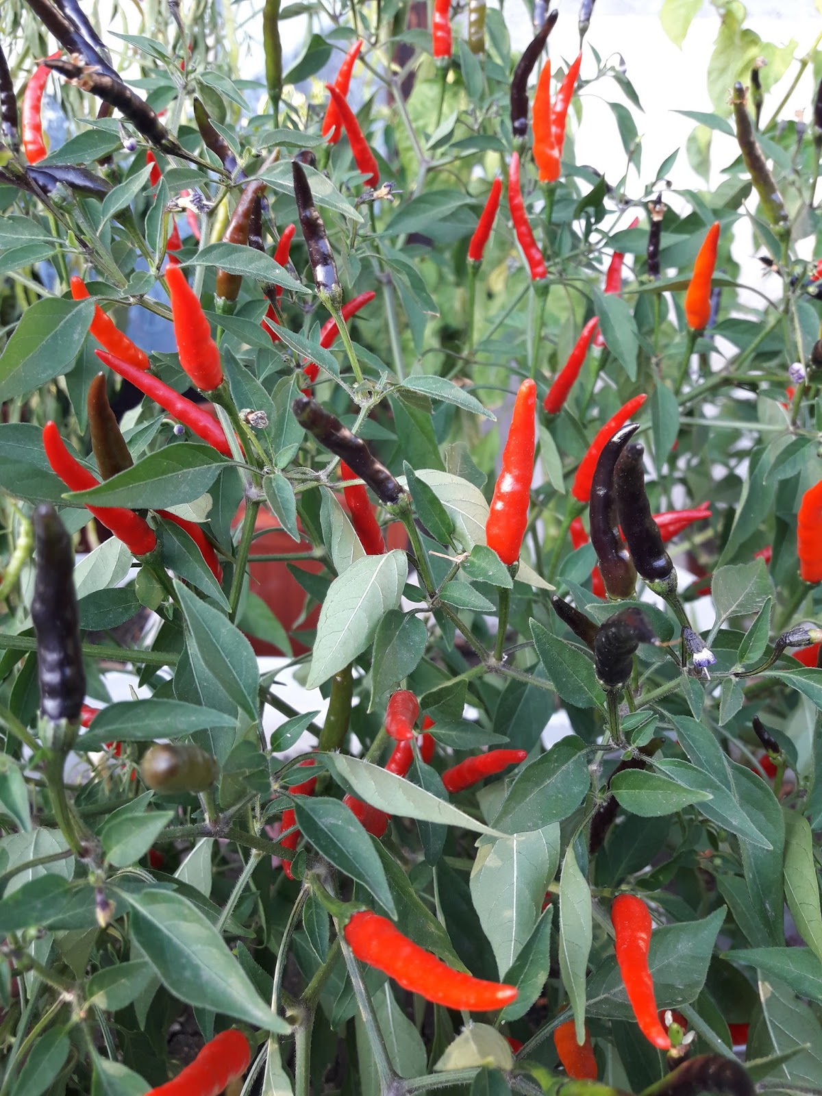 Čili Zaječar: Siling Labuyo