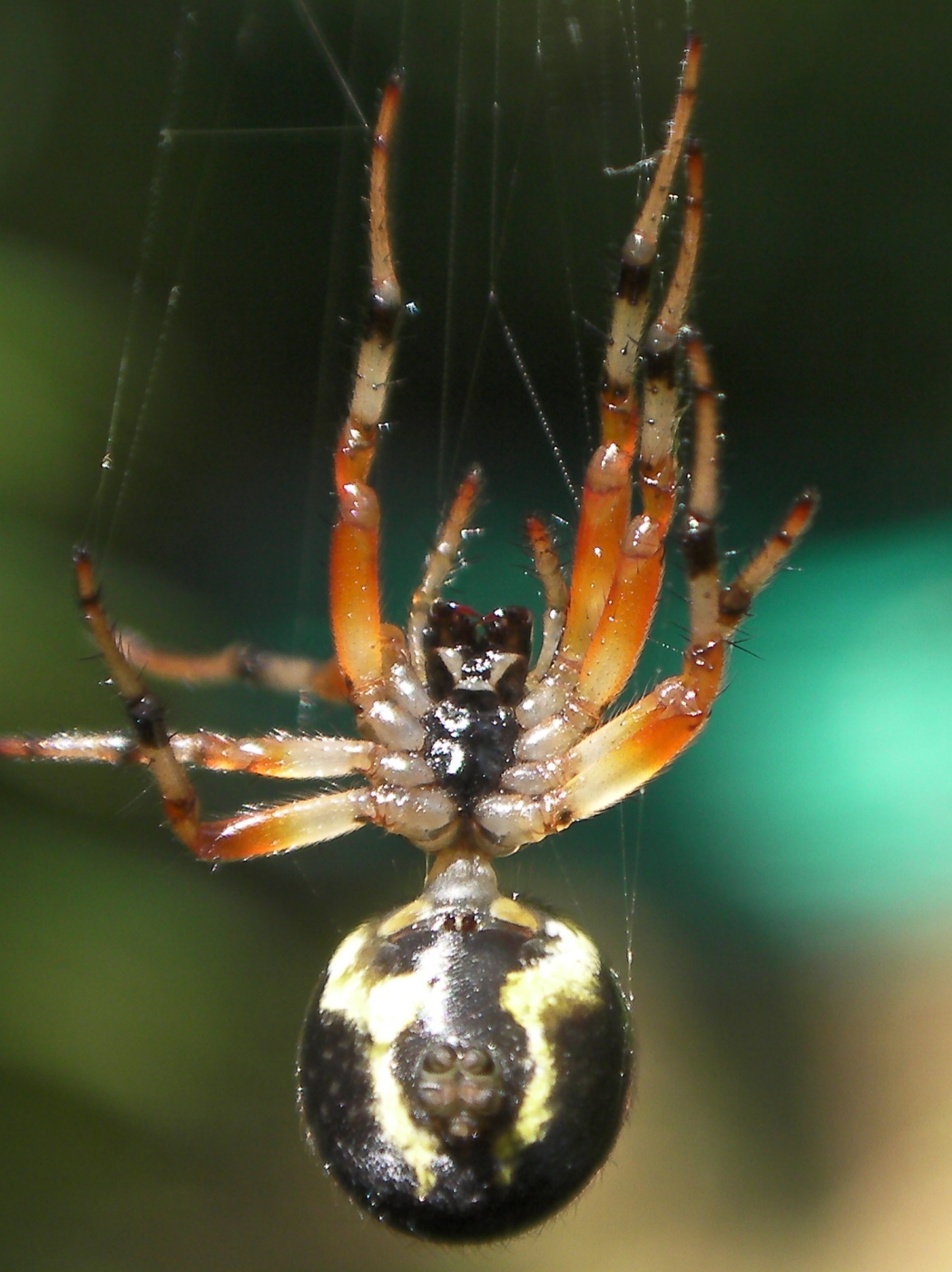 Quaoar Power Zoo: Stunned Spider