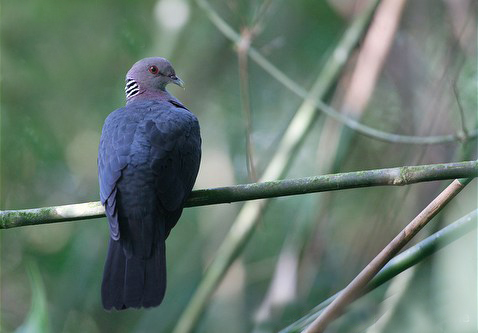 Sri Lankan Endemic Birds: Sri Lanka Mailagoya - Ceylon Wood Pigeon ...