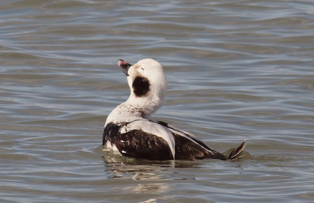 Birding Is Fun!: Soul Satisfying View