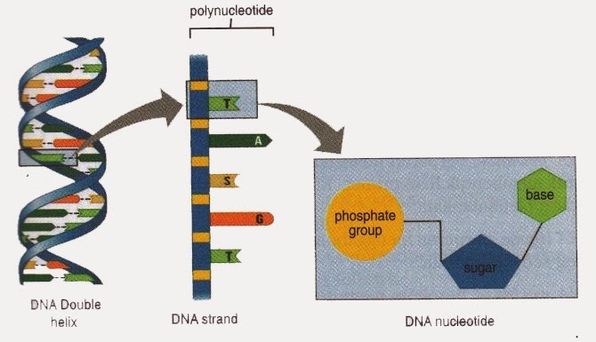 DNA ChemicaI Structure, Model of DNA strand And Computer Model of DNA ...