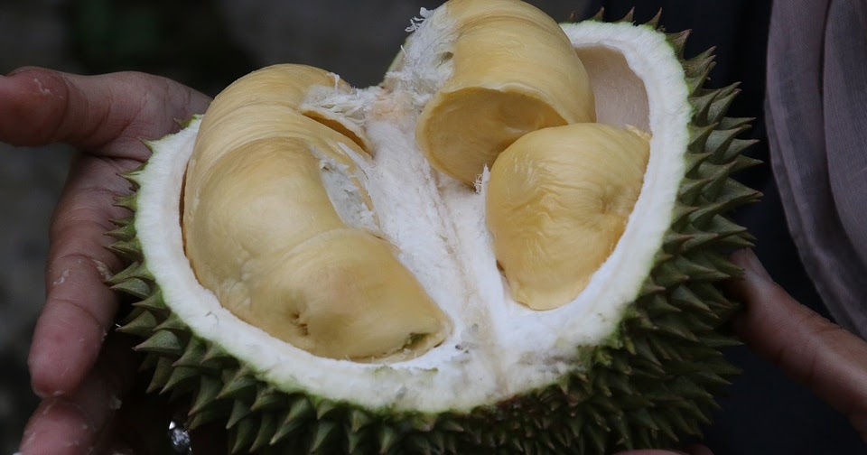 Durian fruta