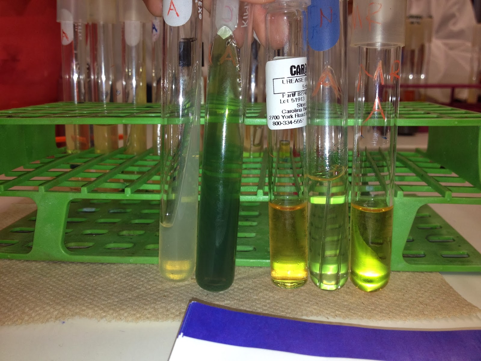 Ari and Johanna's Medical Microbiology Lab Report : Indole, Urea ...