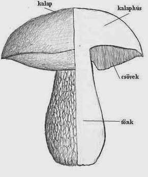 A MAGYAROK TUDÁSA: A GOMBÁK ORSZÁGA