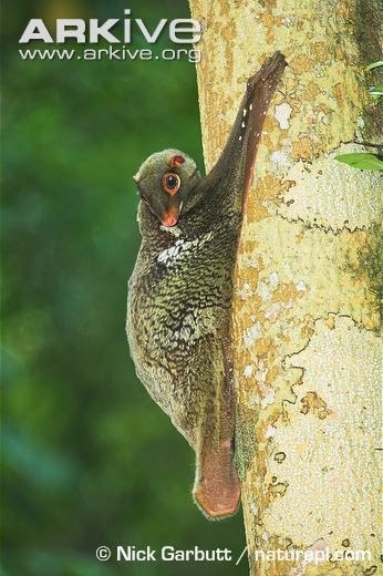 Cynocephalus Variegatus | Taksonomi Mamalia