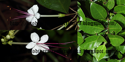 Biodiversity of Sri Lanka: බූ රේන්ද/ගෝවින්ද/වල් ගූරැන්ද/ගුලින්ද[Bu ...