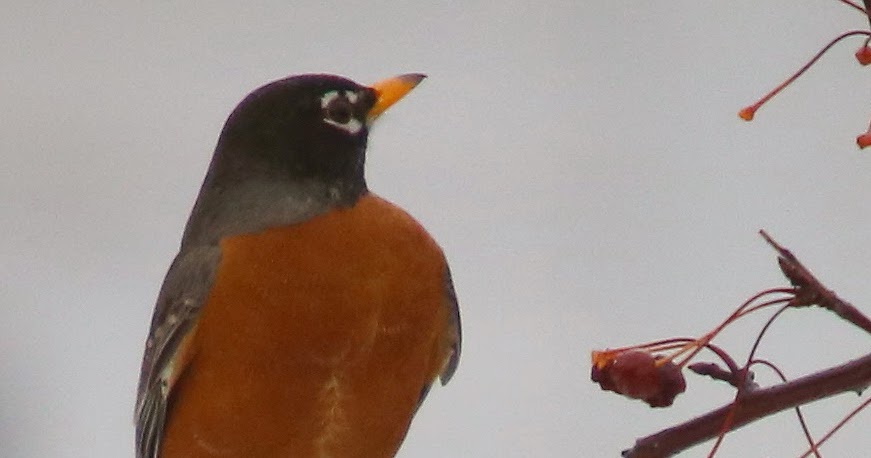 All of Nature: Spring Robins