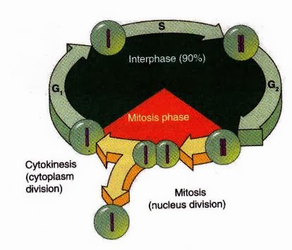 Cell Cycle interphase And Mitosis - New Science Biology