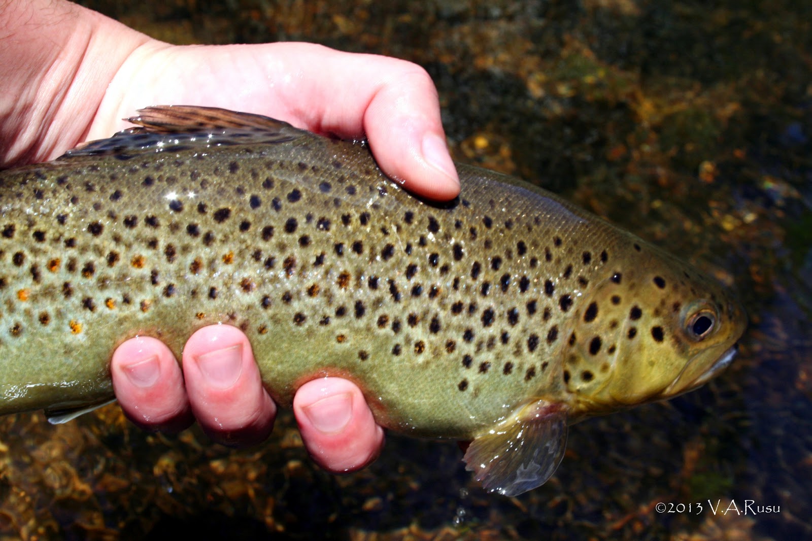 Vladys Fly Fishing Lair: Killer Dry Fly - Modified Jingler (Part I)