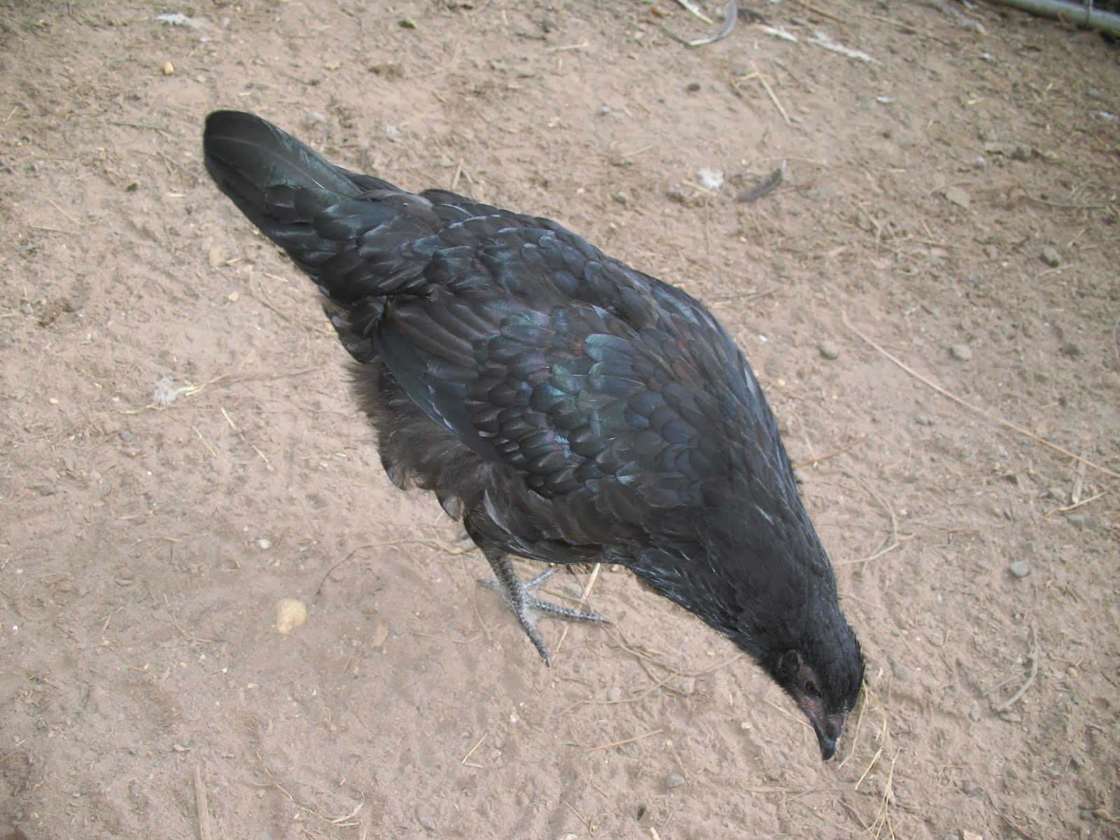 Razzberry Corner: Chicken Update