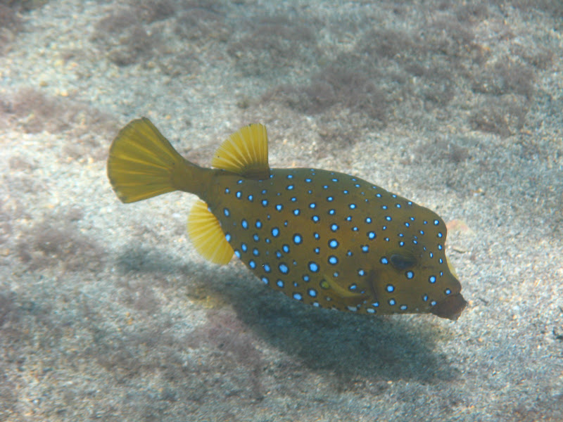 Lagons de la Réunion et ses poissons tropicaux: 2012 13 juin Lagon St ...