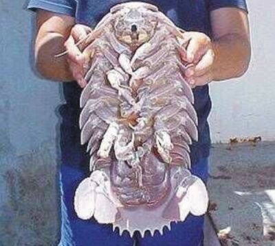 Weirdest Sea Creatures | Funnilogy