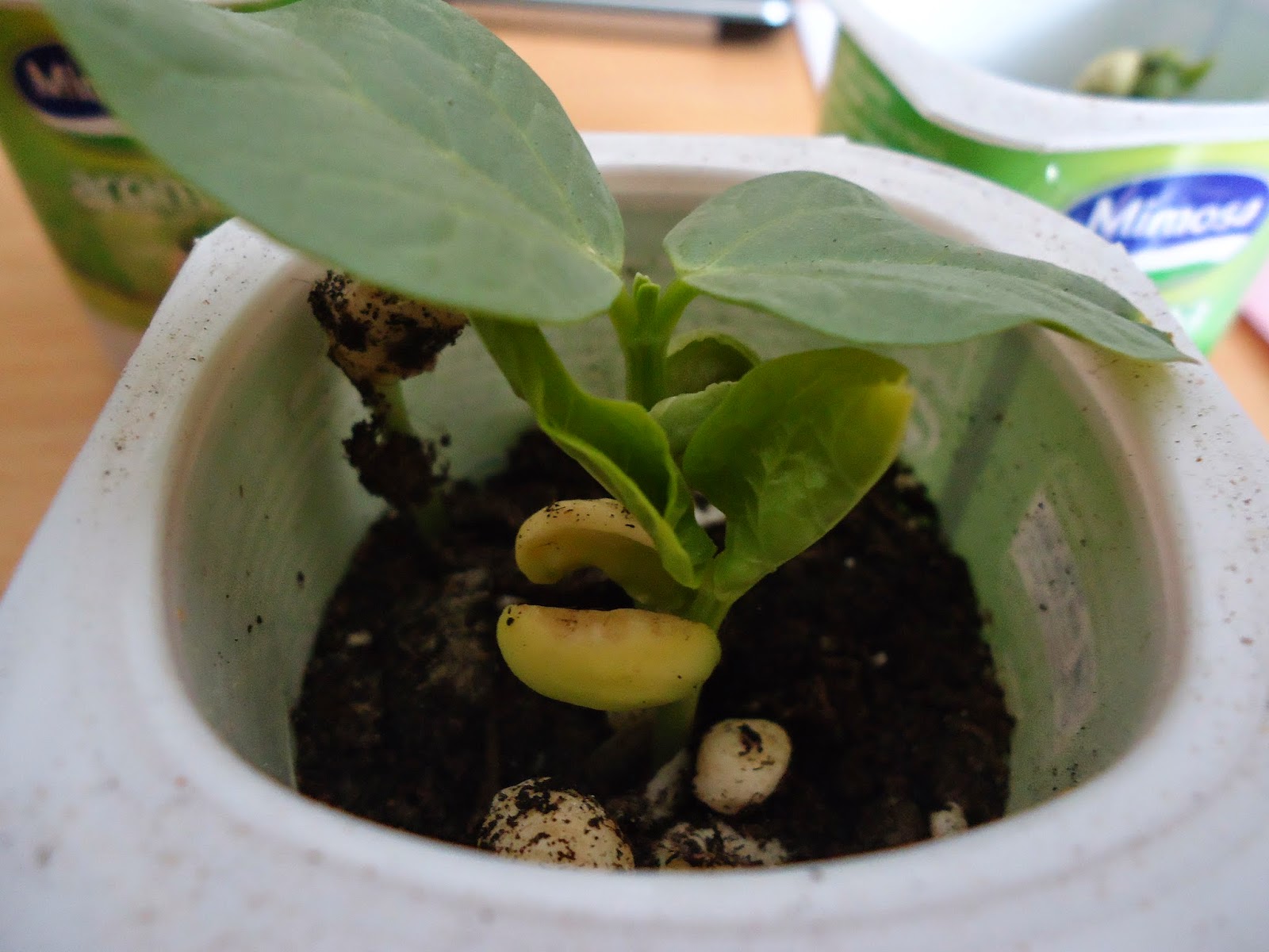 Notre CP à Lisbonne: La germination des graines de haricot.
