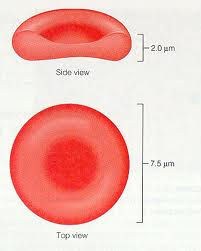 Todo sobre la Sangre: Eritrocito