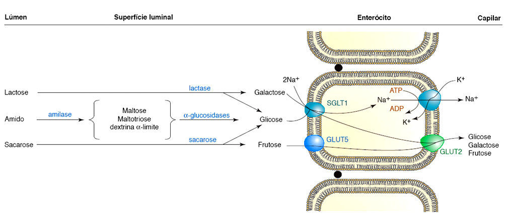Química Fisiológica: Digestão e Absorção dos Carboidratos