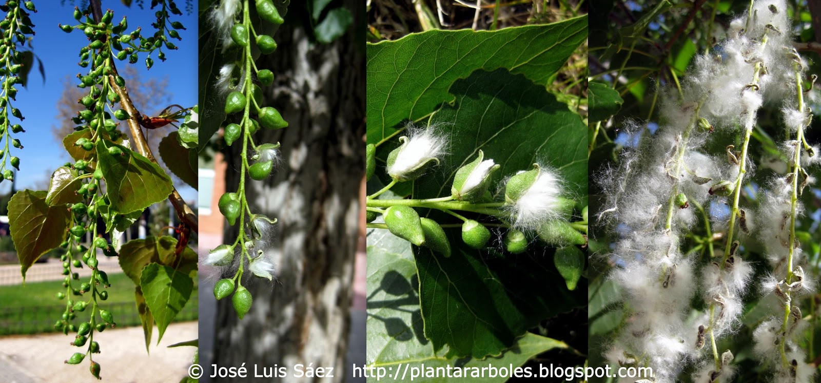 PLANTAR ÁRBOLES y arbustos: Árboles Autóctonos de España