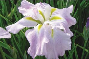 Kebun Bahagia Bersama: Japanese Iris dan Louisiana Iris