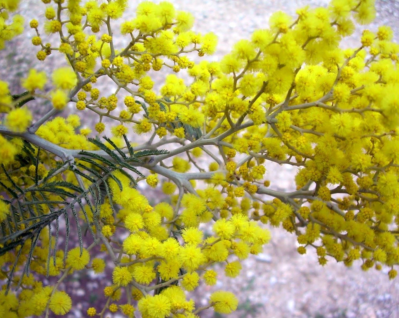 Taxonomía Plantae Magnoliopsida: Phylum Tracheophyta Clase ...