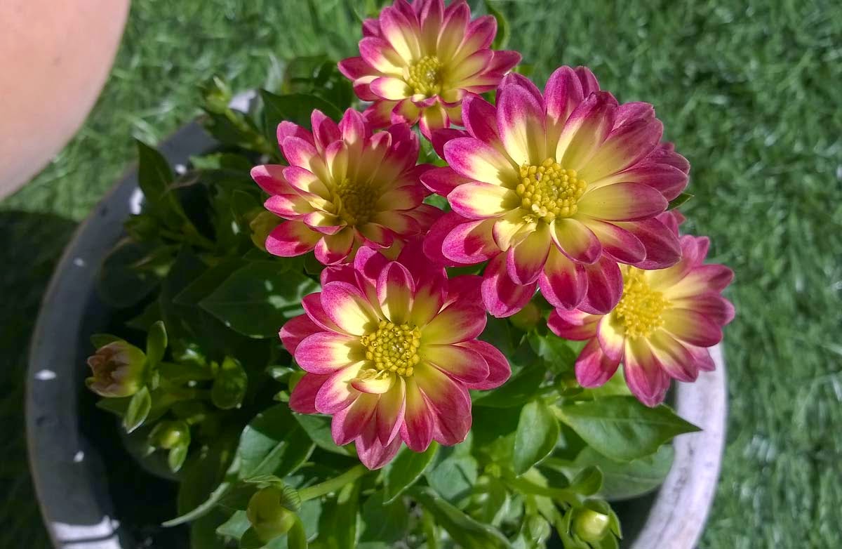 Lomalla puutarhassa: Ruukku- ja amppelikukat - muratti, intianminttu ...