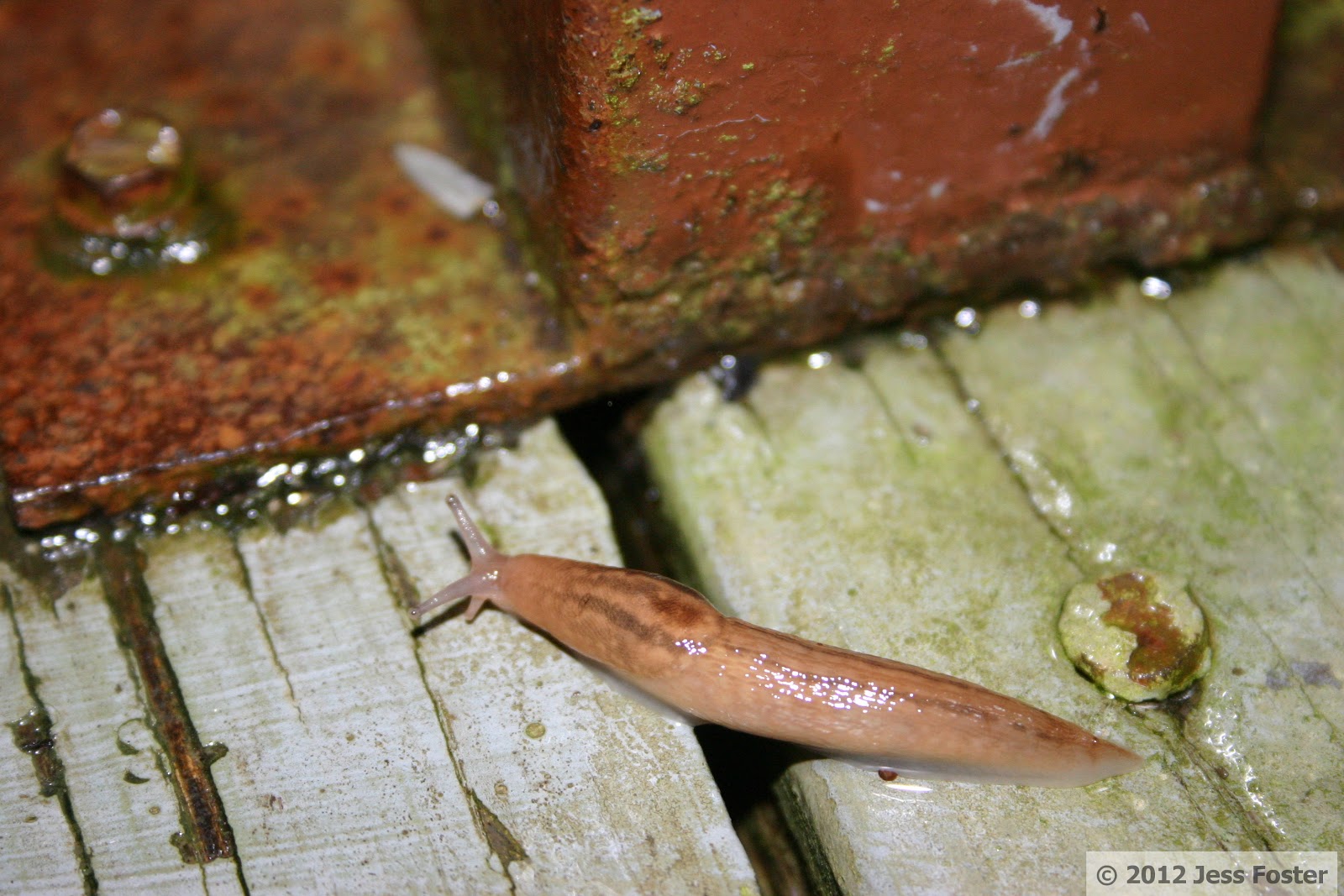 Sluggin' Along: Slug Pool Party