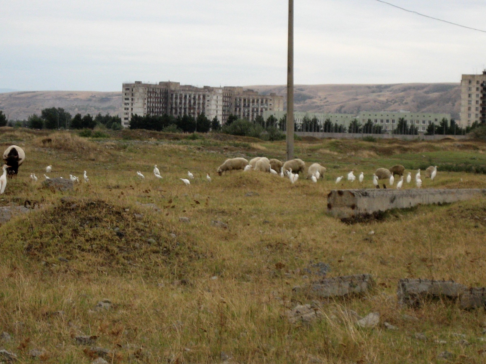 Living Rootless: Rustavi: Levan's Farm