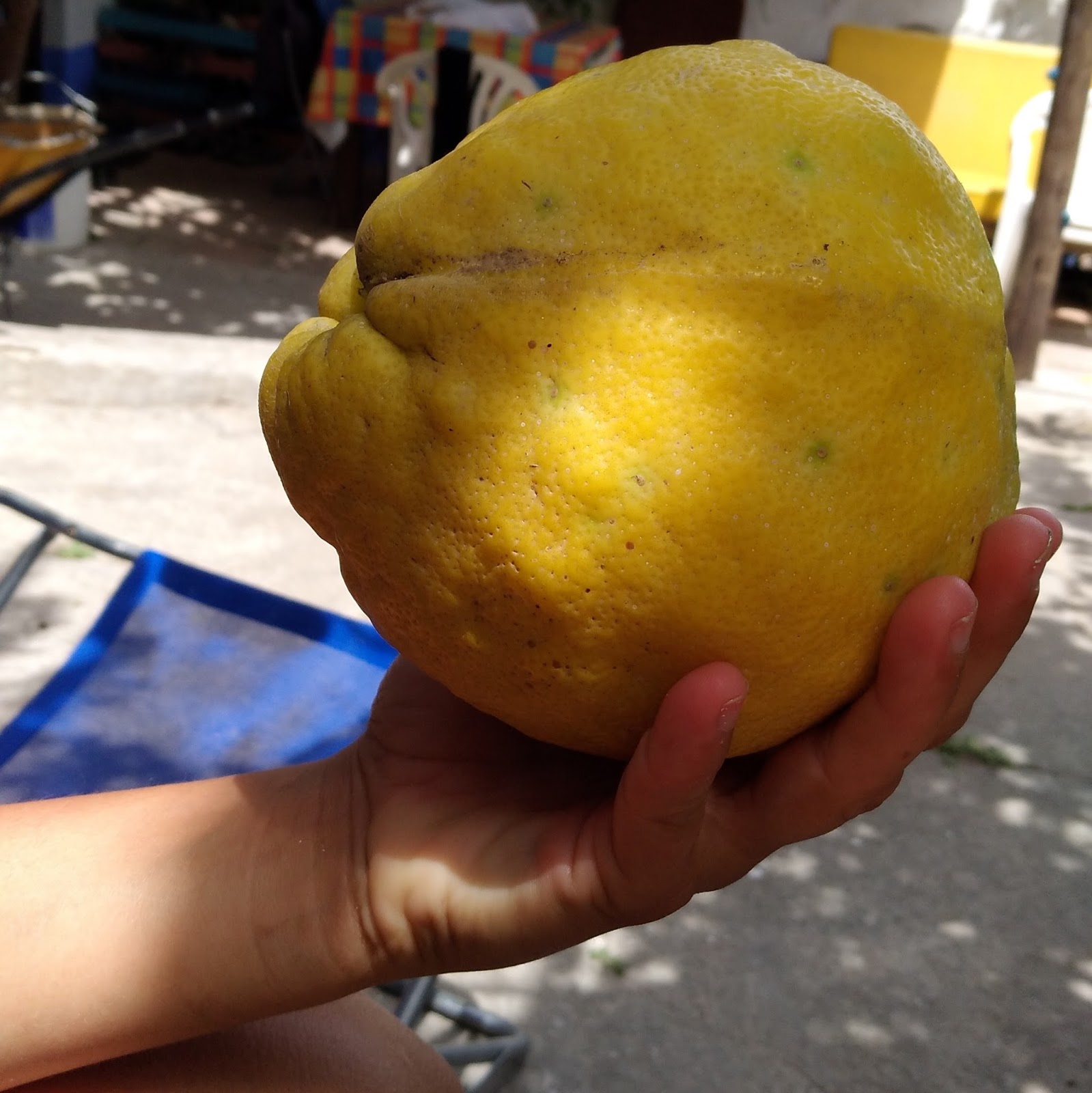 Chez les voisins du dessous: Le plus gros citron de l'univers