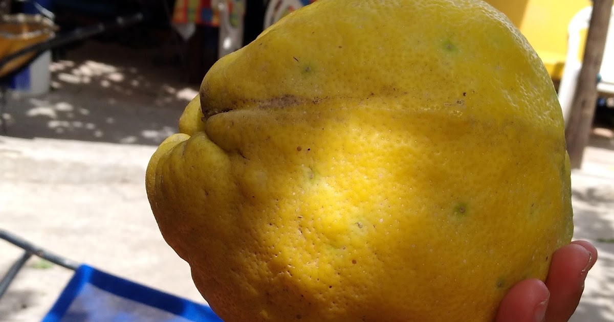 Chez les voisins du dessous: Le plus gros citron de l'univers