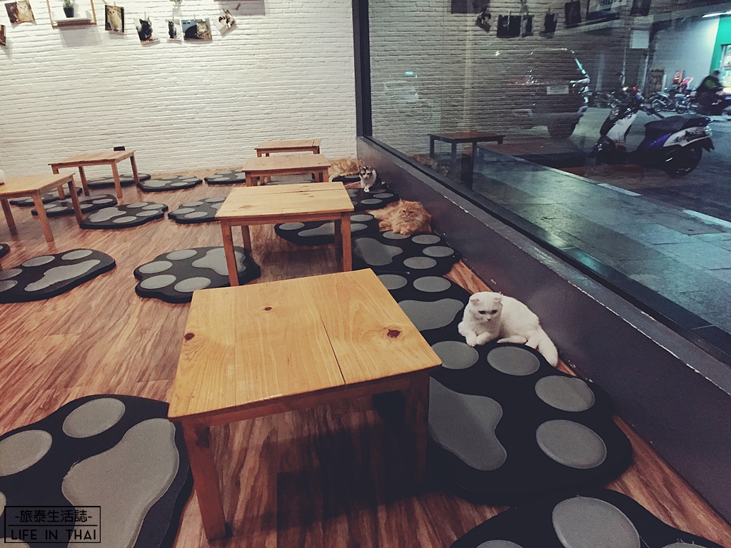 旅泰生活誌 : 清萊 Chiang Rai 貓奴瞬間降伏! 與喵星人的甜蜜時光 CAT 'n' A CUP Cafe