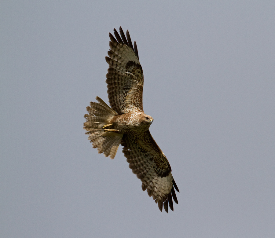 Garden Bird Year: Buzzards spring flight