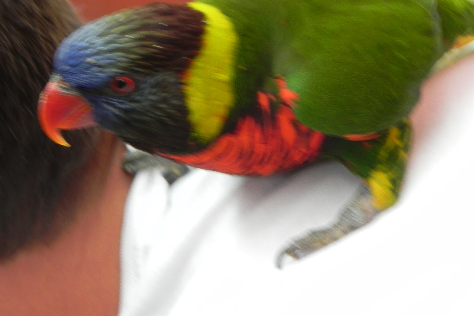 Viveiro Harmonia: LÓRIS ARCO-ÍRIS