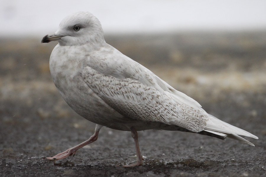 GullDK: Iceland Gull (Larus glaucoides), 3cy, 27.01.2012, University ...