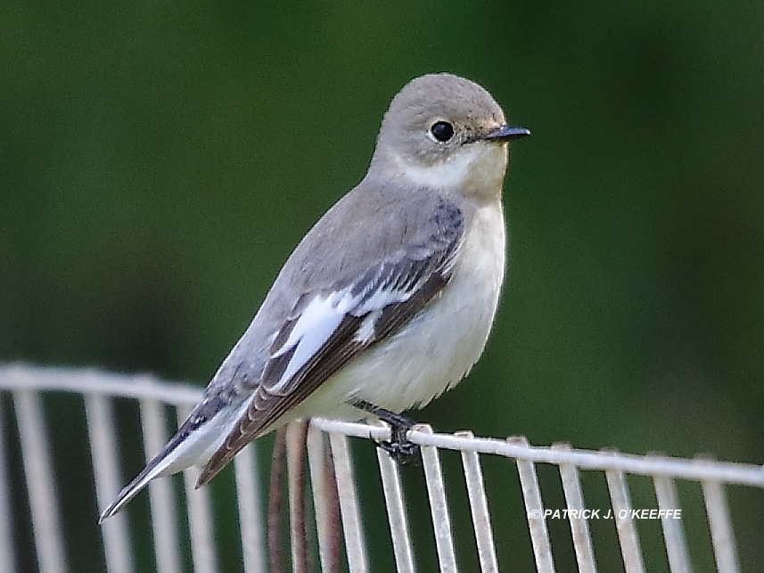 Raw Birds: COLLARED FLYCATCHER (Female) (Ficedula albicollis) Moni ...