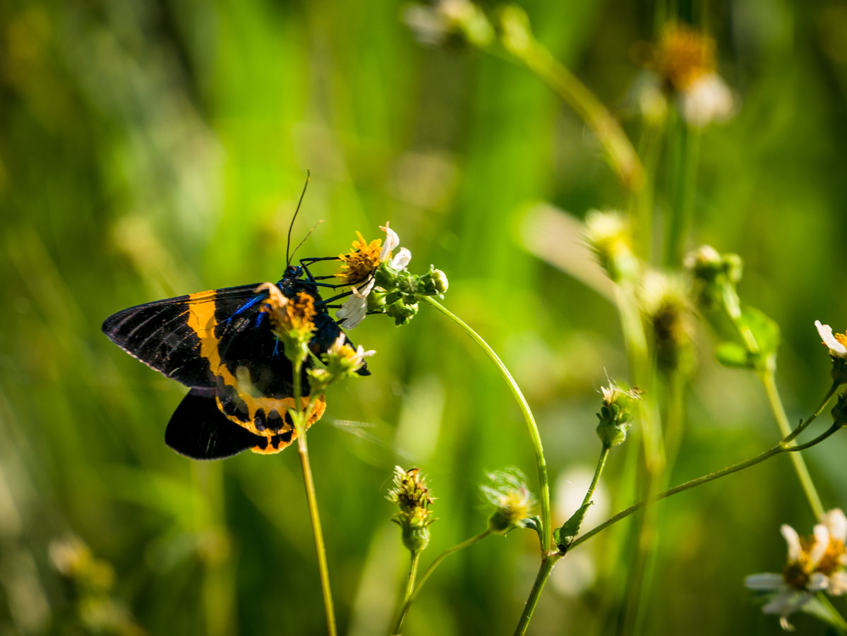 tower record: 在風中美麗搖曳的橙帶藍尺蛾_Milionia basalis (Moth)