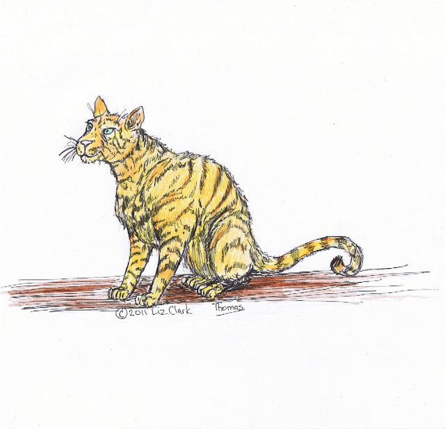 Thomas the Troll Cat