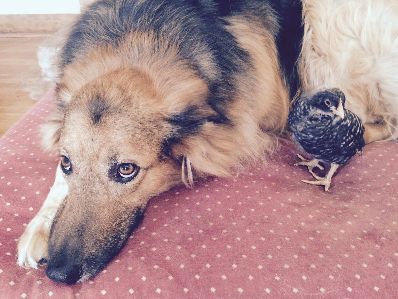 REHOBOTH FARM: Family Bonding - Socializing Our Chickens
