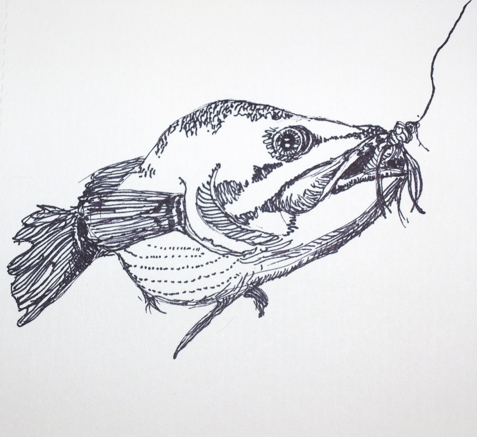 ARTIQUERYROSE: I CAUGHT A FISH! REALISTIC DRAWING