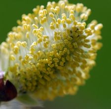 biojojo: Pembuatan Preparat Polen Bunga