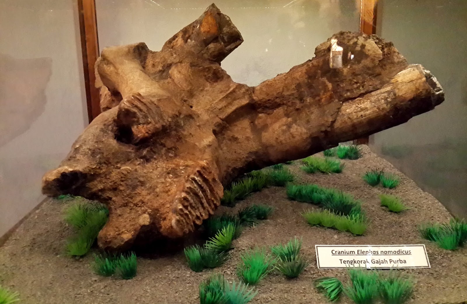 Jelajah Sejarah di Museum Purbakala Sangiran — APRIJANTI