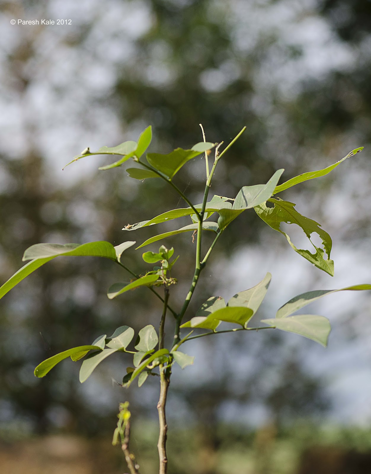 रुबाई - Rubaai: Flowering trees - Cassia fistula (बहावा)