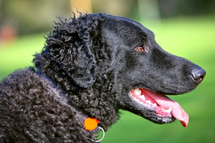 El Retriever de Pelo Rizado | Blog Perro