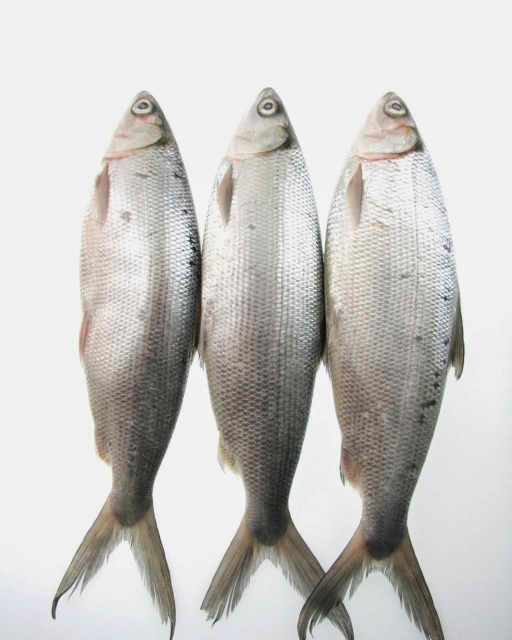 Daing na Bangus (Vinegar-marinated and Dried Milkfish) | Pinoy Kusinero