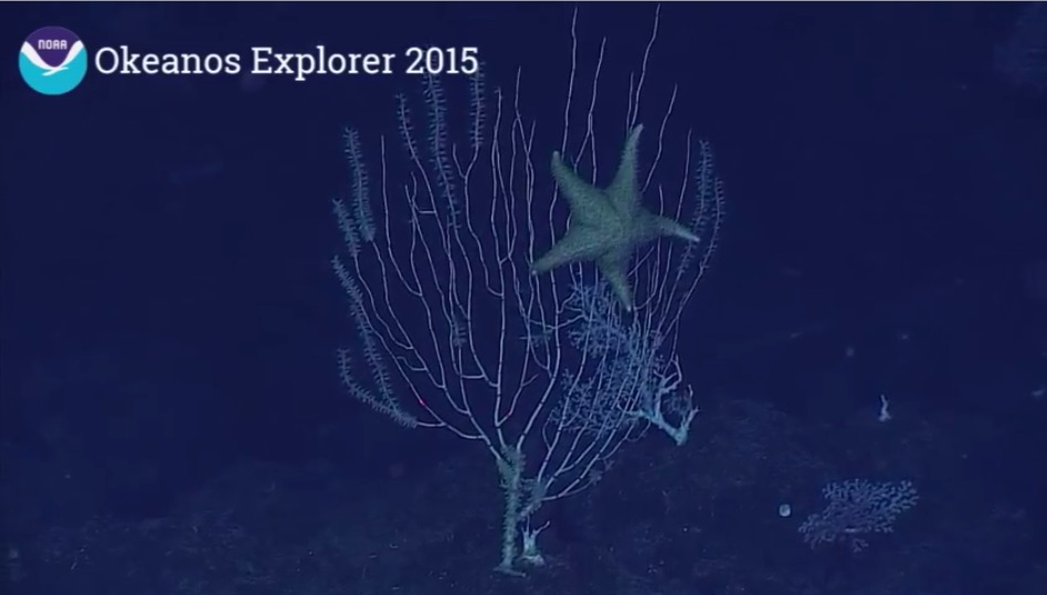 The Echinoblog: September 2015