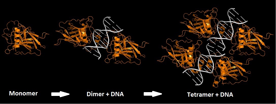 Structure of p73 DNA binding domain tetramer: Interactions with DNA