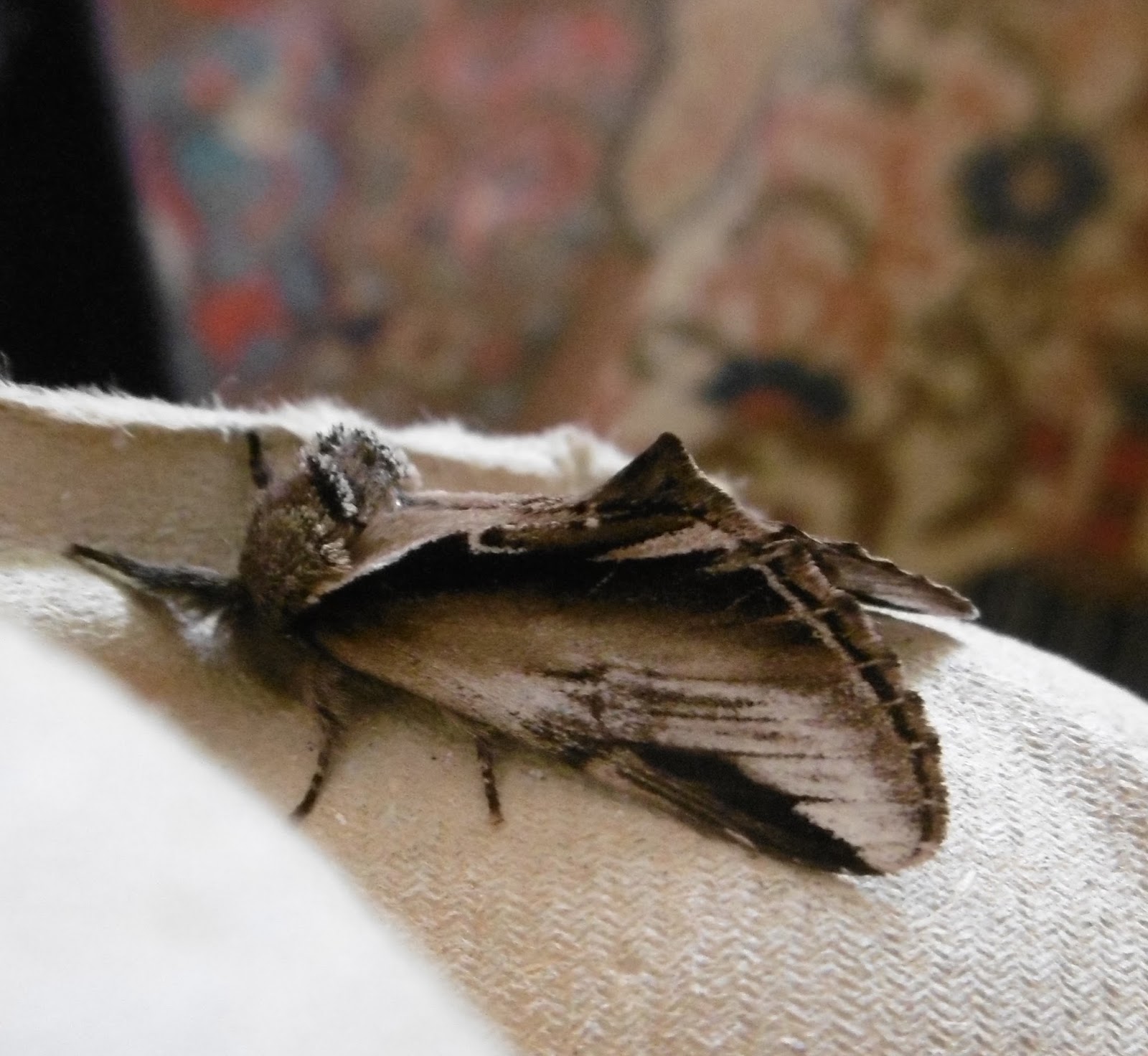 Martin's Moths: Aliens, mothy and Spacey